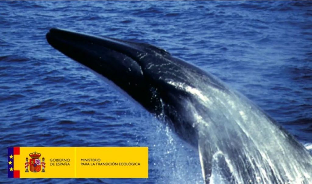 approaches to protected marine species are non-invasive - Alnitak